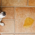 urinary incontinence in female dogs - The Veterinary Expert| Pet ...