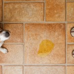 urinary incontinence in female dogs - The Veterinary Expert| Pet ...