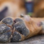 pododermatis in dogs image - The Veterinary Expert| Pet HealthThe ...