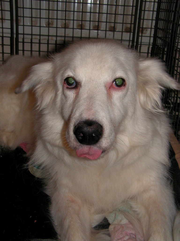 Fear Aggression in DogsThe Veterinary Expert| Pet Health